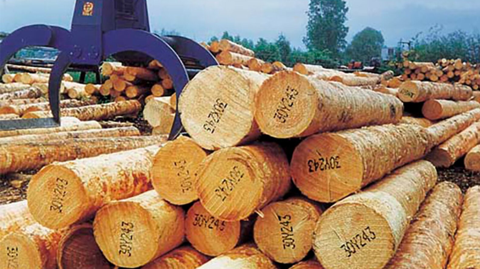 Wood labeling for the wood industry