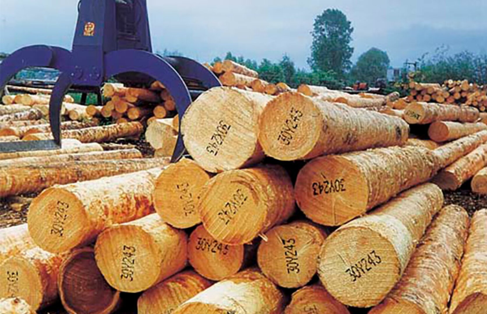 Wood labeling for the wood industry